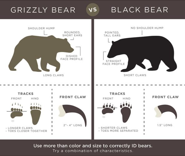 The Grizzly Bear Bear Aware