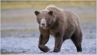 The Grizzly Bear - Bear Aware