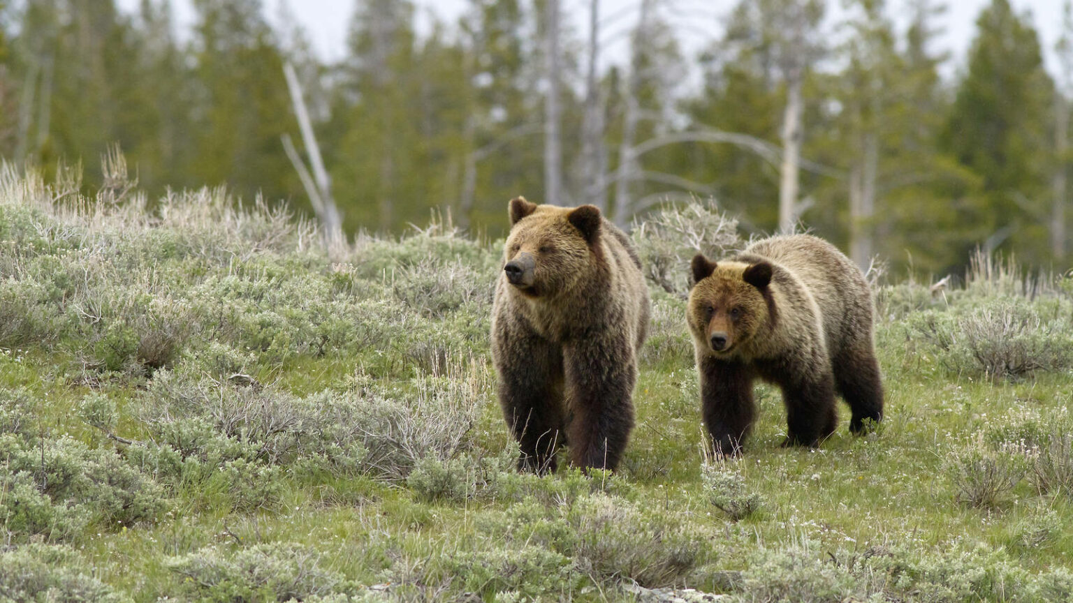 Black Bears vs. Grizzly Bears - What's the difference? - Bear Aware