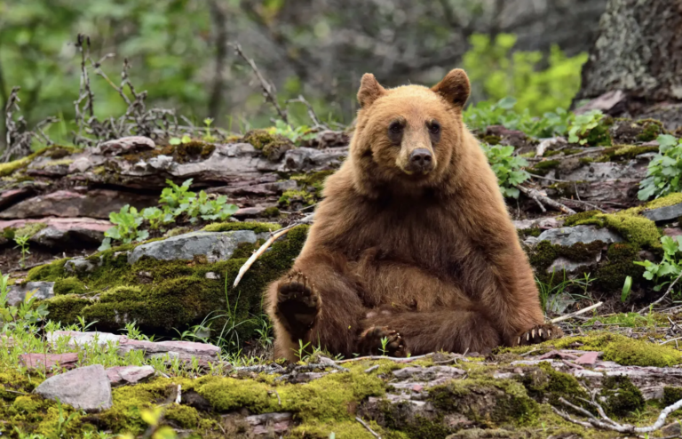 Black Bears vs. Grizzly Bears - What's the difference? - Bear Aware